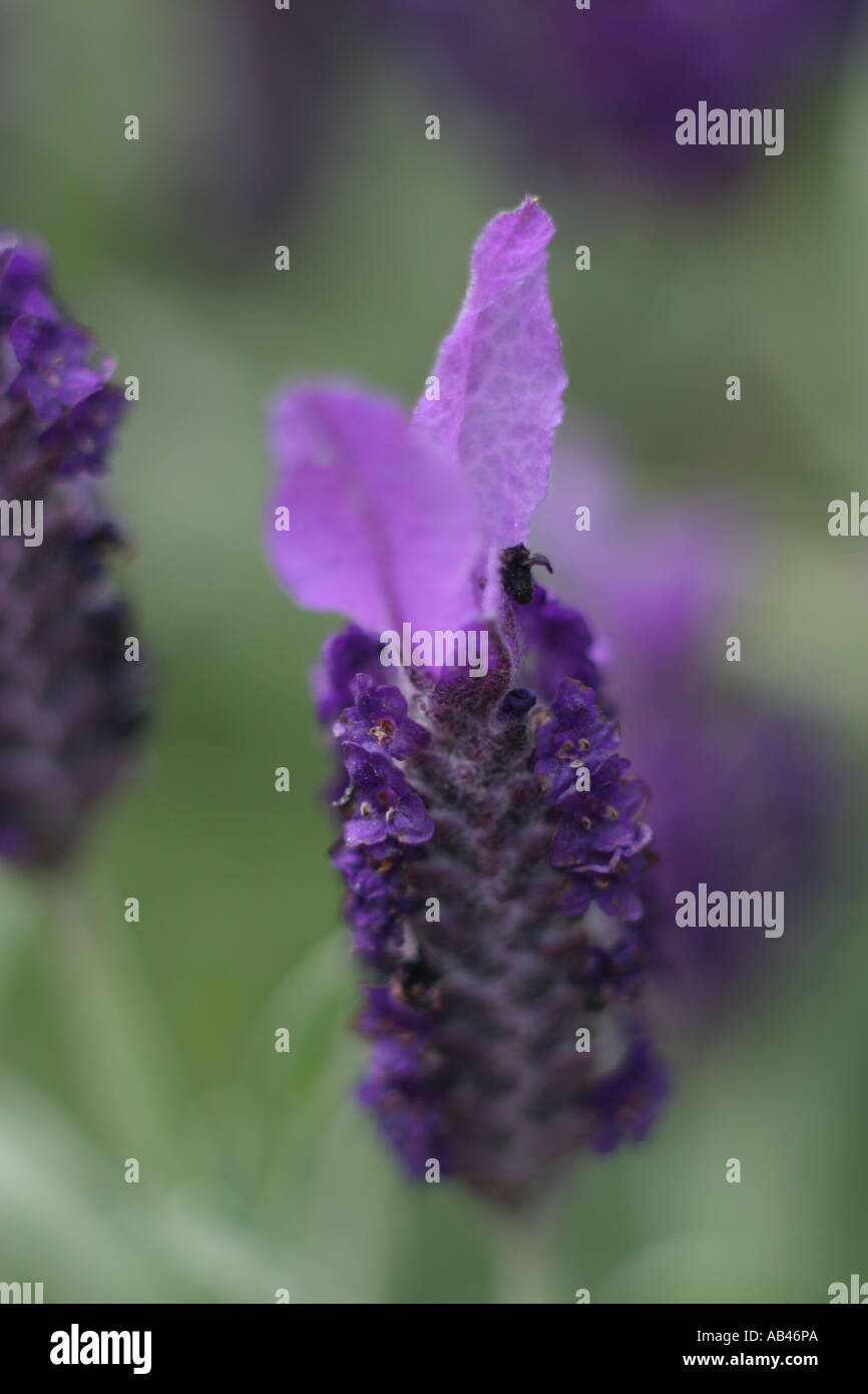 Fathead (lavandula stoechas) hi-res stock photography and images - Alamy