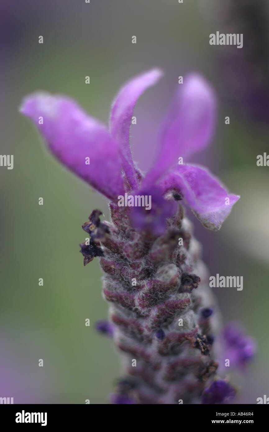 Fathead (lavandula stoechas) hi-res stock photography and images - Alamy