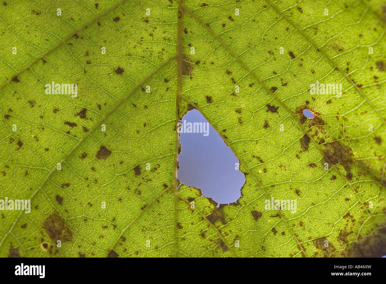 hole in leaf Stock Photo - Alamy