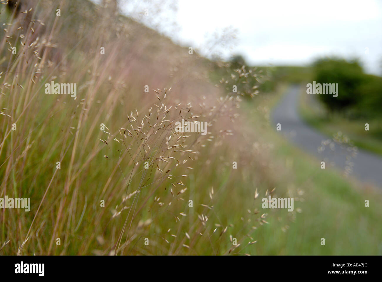 Agrostis capillaris or tenuis, Common Bent, Colonial bent or Browntop ...