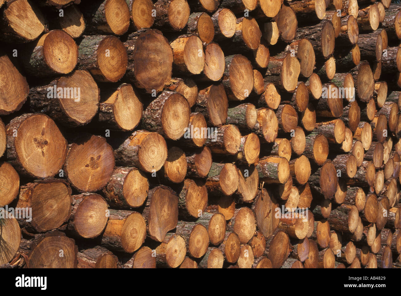 Log pile showing ends of logs Stock Photo - Alamy