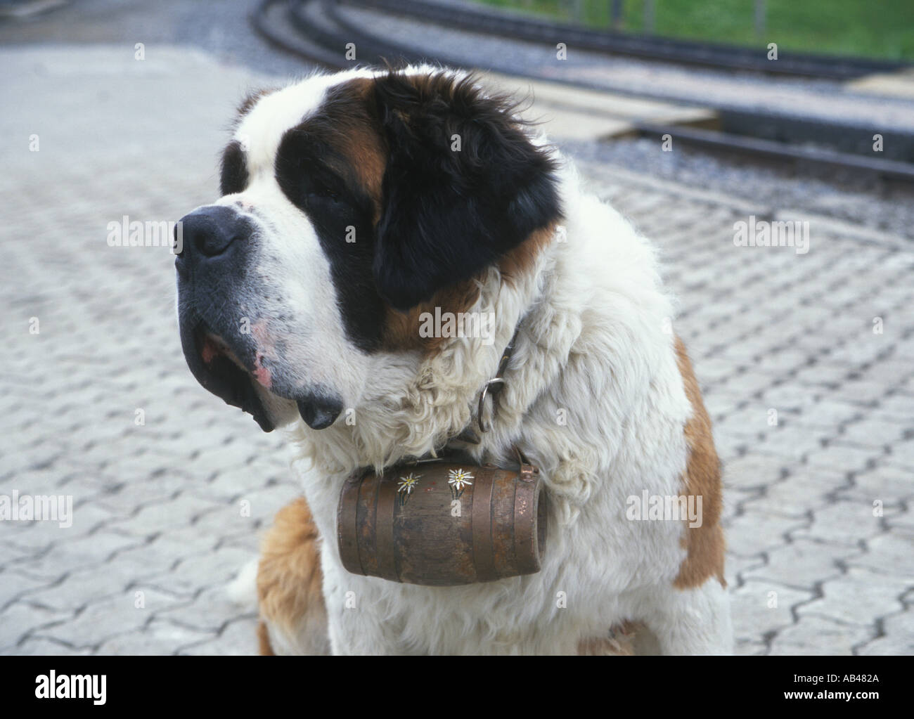 St Bernard Dog with a traditional barrel in Switzerland Stock Photo - Alamy