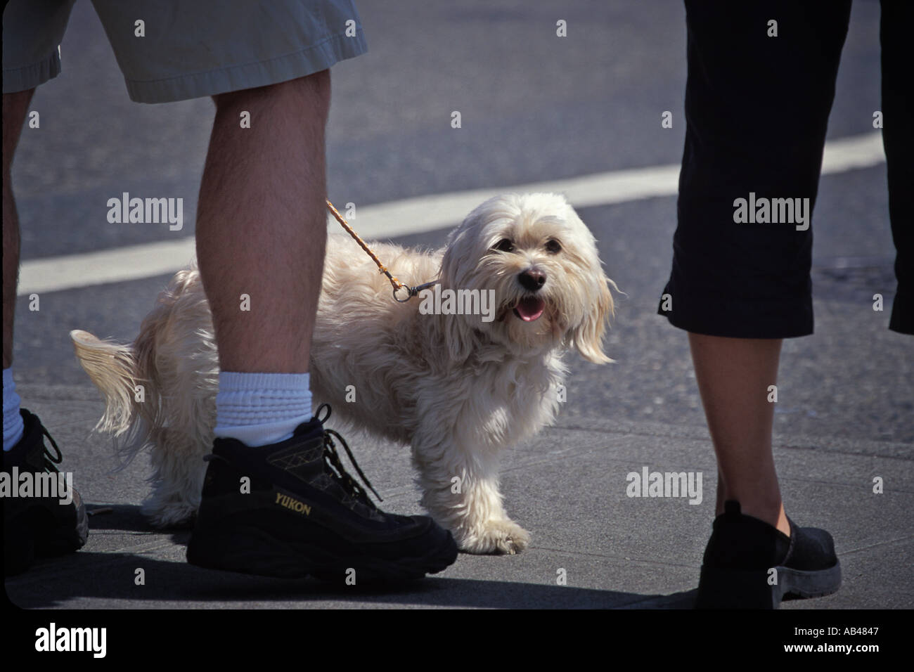 Small white dog looks between peoples feet and legs at crosswalk Stock ...