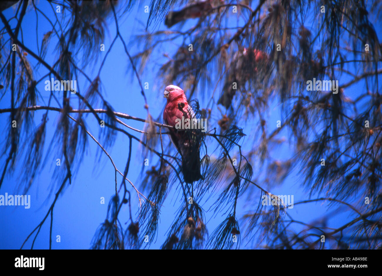 wild galah cockatoo parrot in tree Byron Bay Australia Stock Photo - Alamy