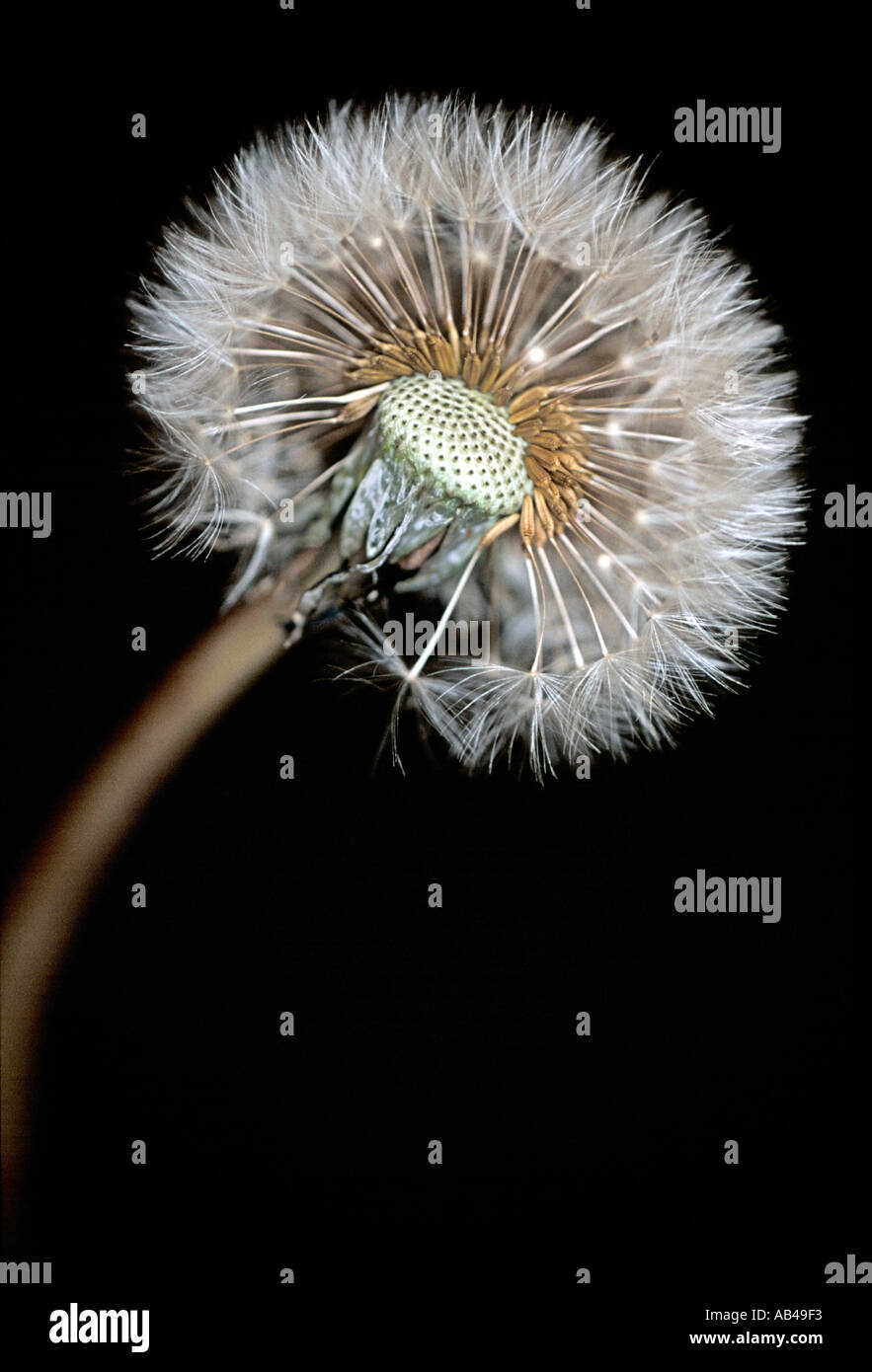 Dead dandelion close up hi-res stock photography and images - Alamy