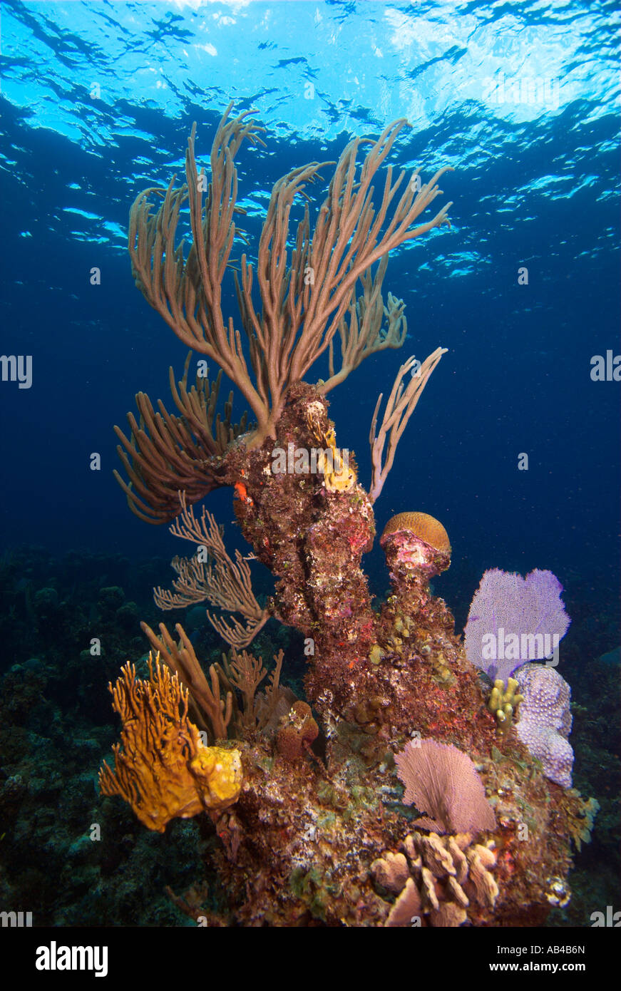 Hard and soft corals on reef Andros Island Bahamas Stock Photo - Alamy