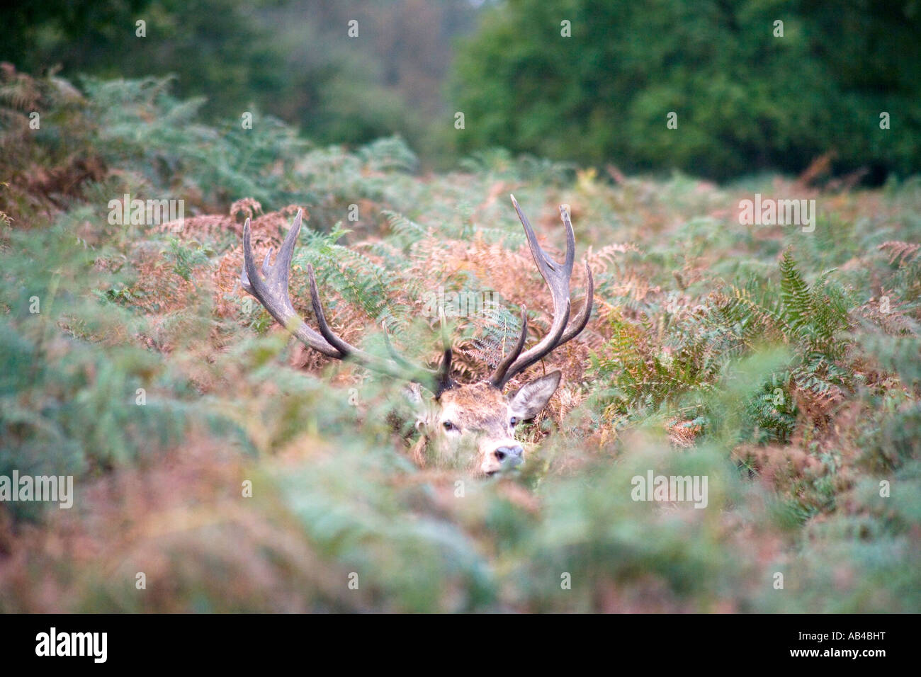 The rutt hi-res stock photography and images - Alamy