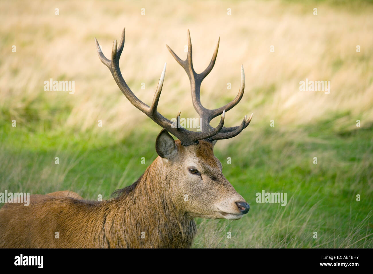 deer rutt in richmond park london Stock Photo - Alamy