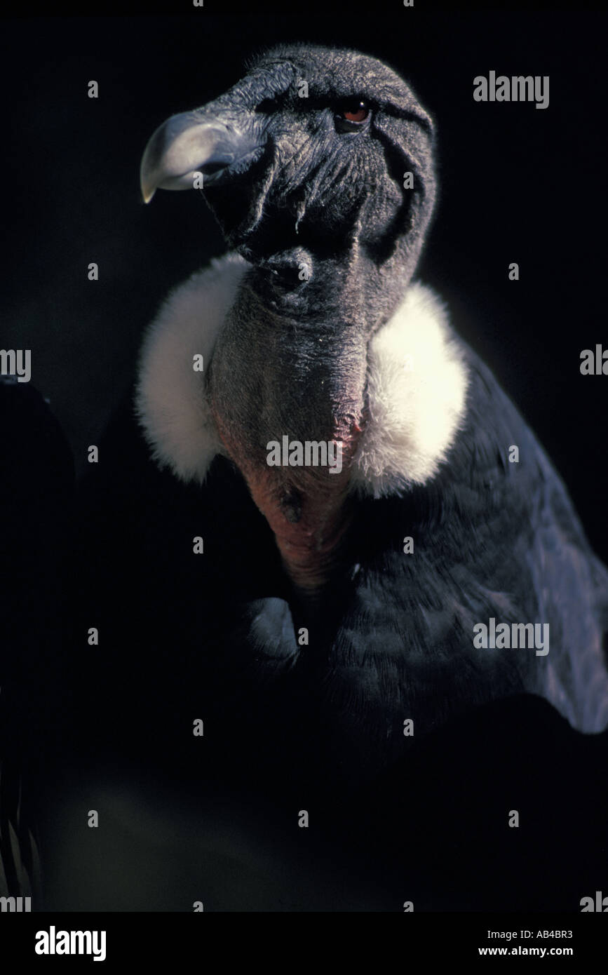Vulture Andean Condor Condor Stock Photo - Alamy