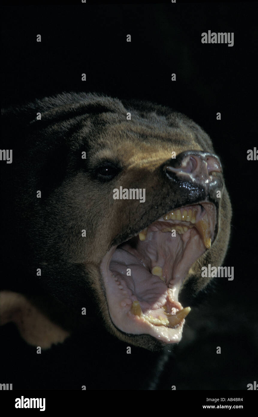Bear sun bear teeth bared hi-res stock photography and images - Alamy