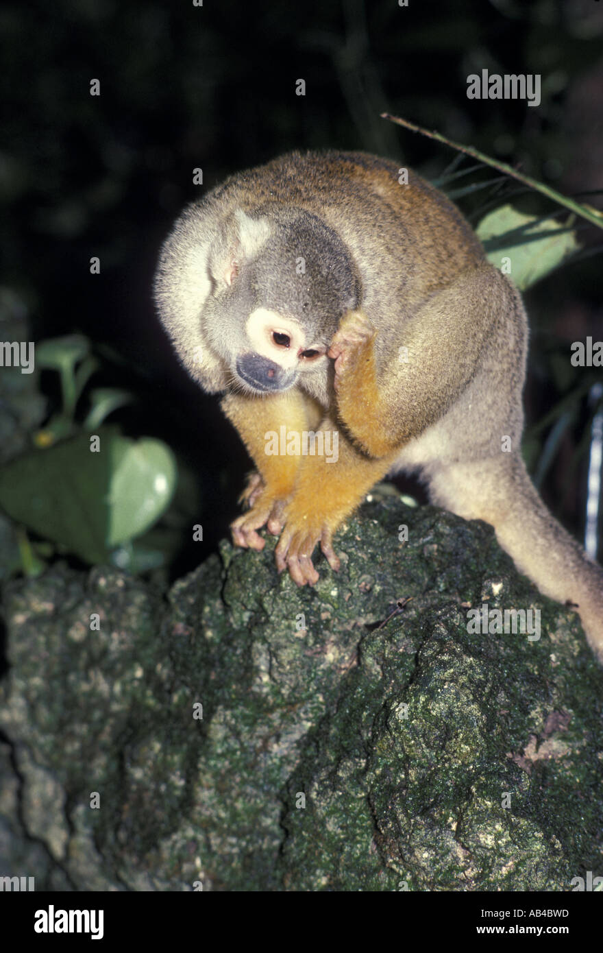 Monkey Squirrel Monkey Stock Photo - Alamy
