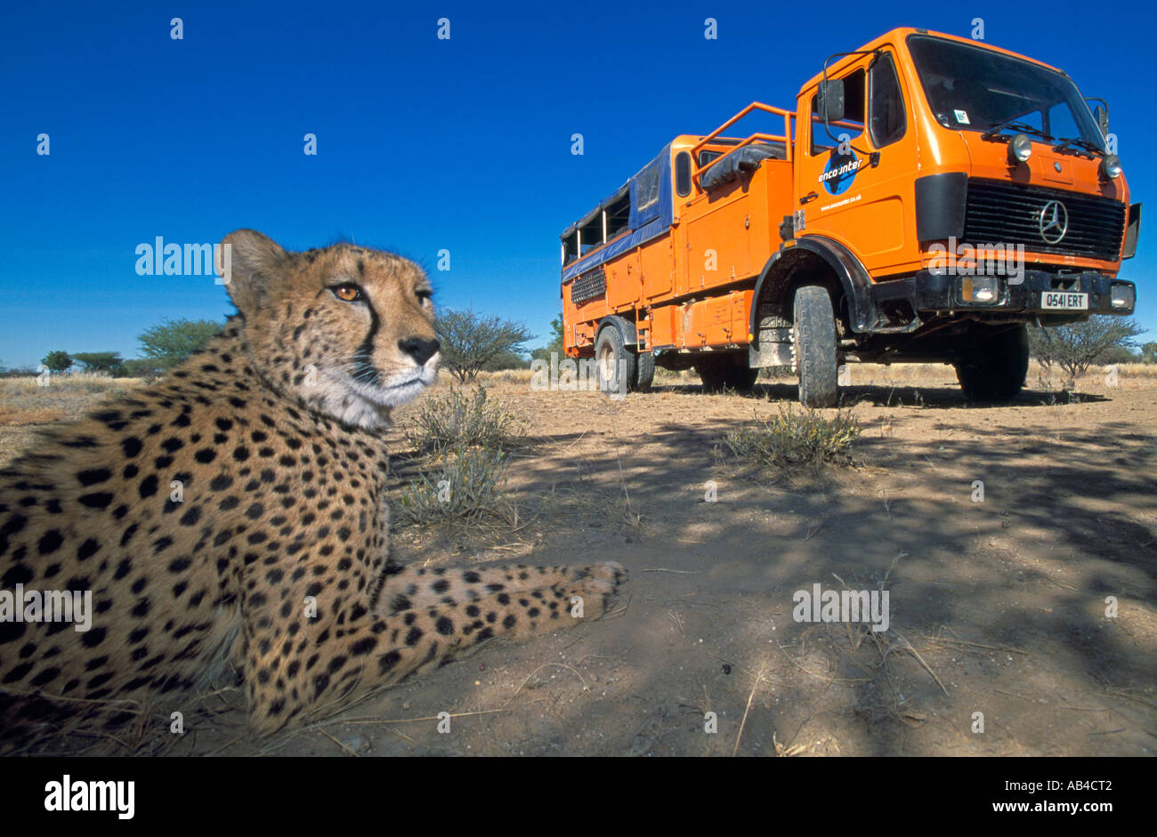 Cheetah (acinonyx jubatus) lying on the ground with an overland tourist ...