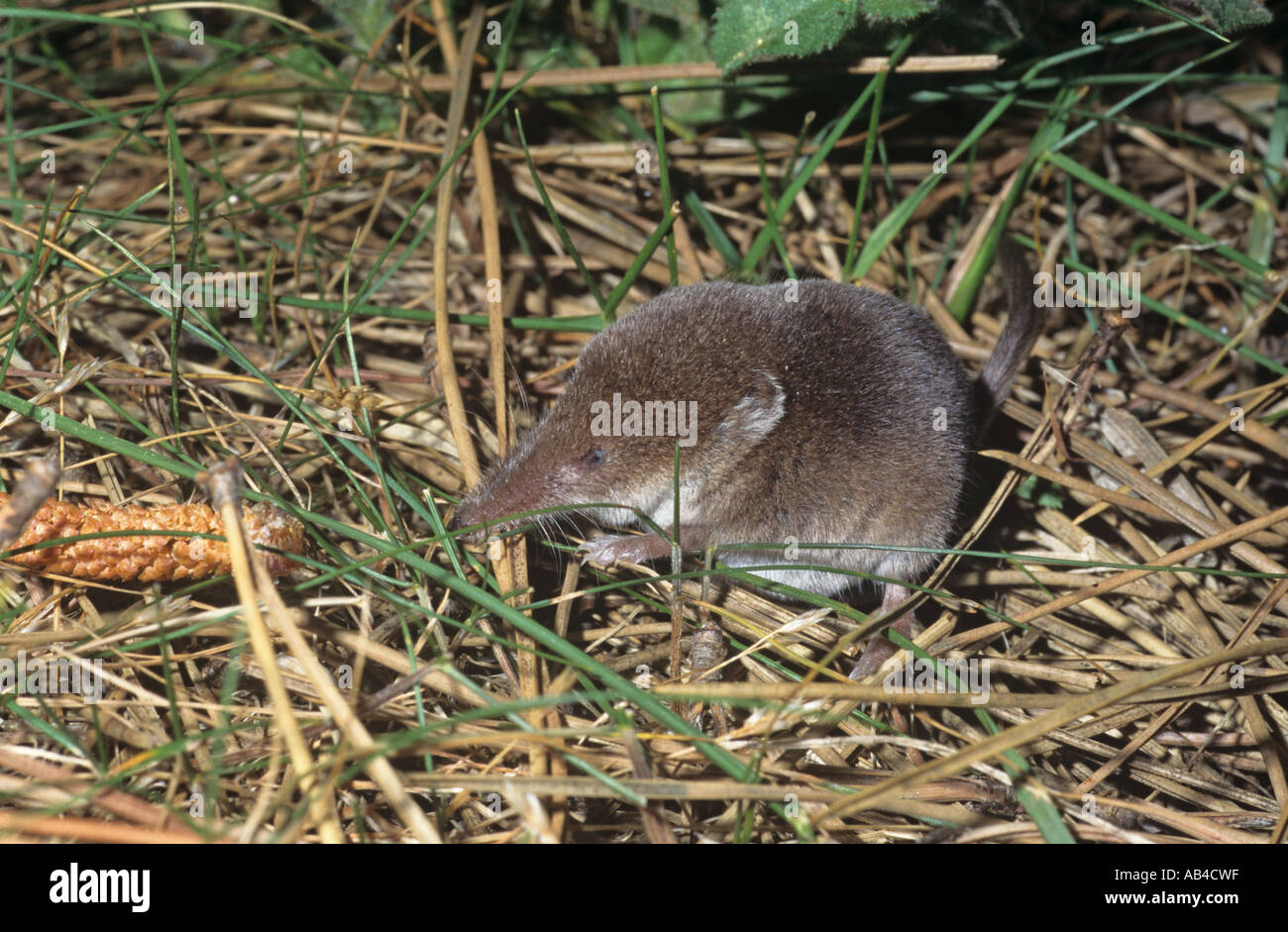 Sorex Araneus Nature High Resolution Stock Photography and Images - Alamy
