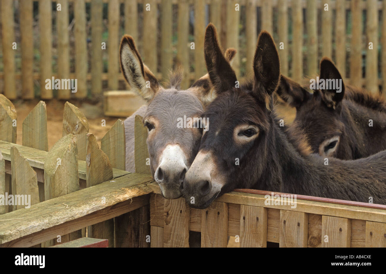 A Group of Farmyard Pet Donkeys Stock Photo - Alamy