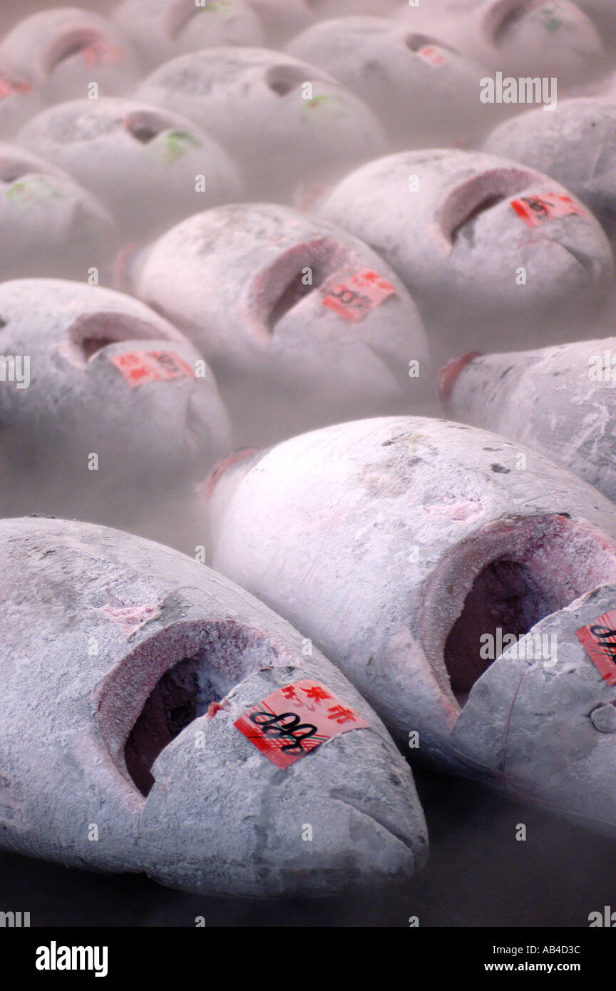 Frozen tuna laid out at the Tokyo fish market at Tsukiji Japan Stock ...