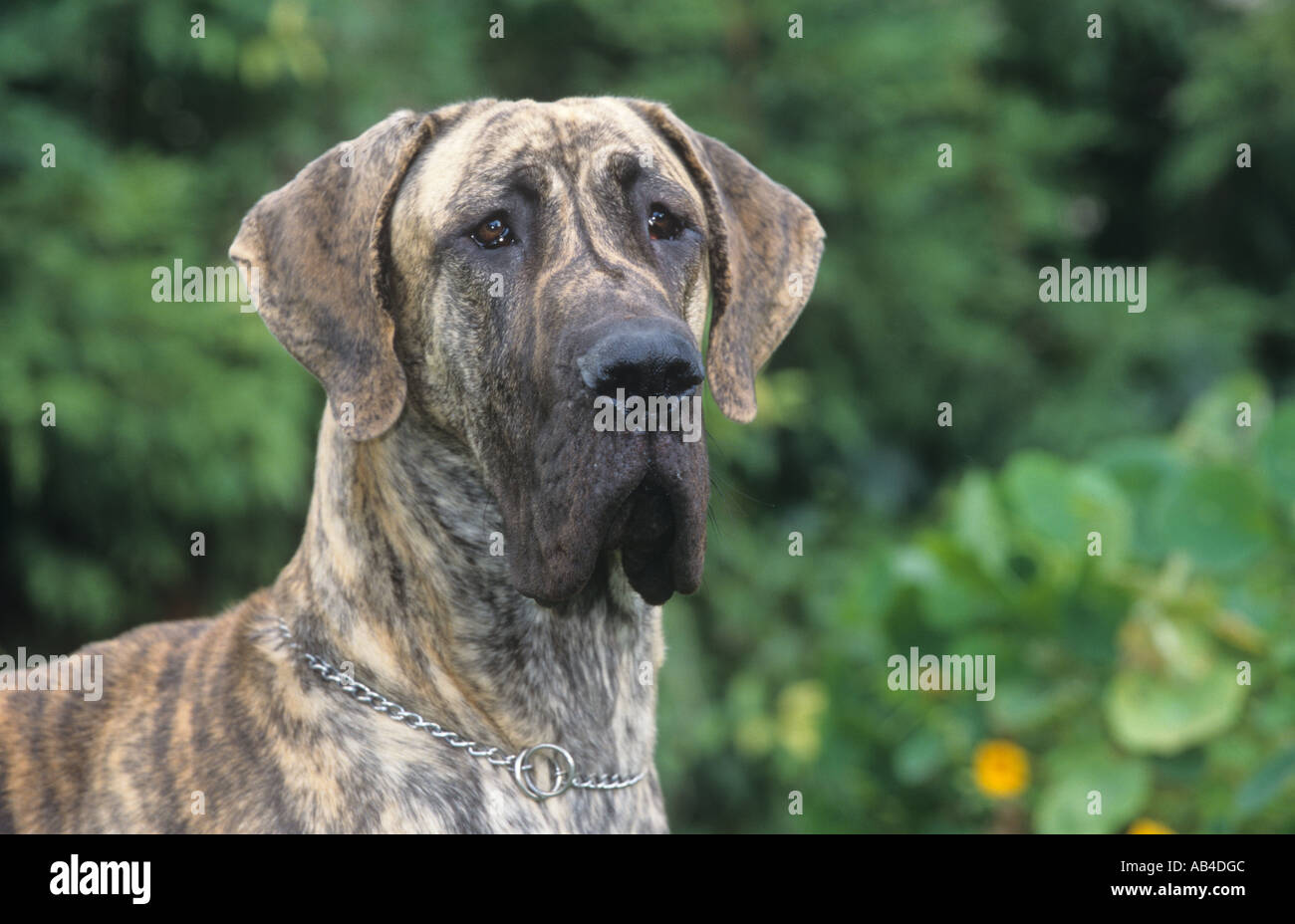 Great Dane Dog Stock Photo - Alamy