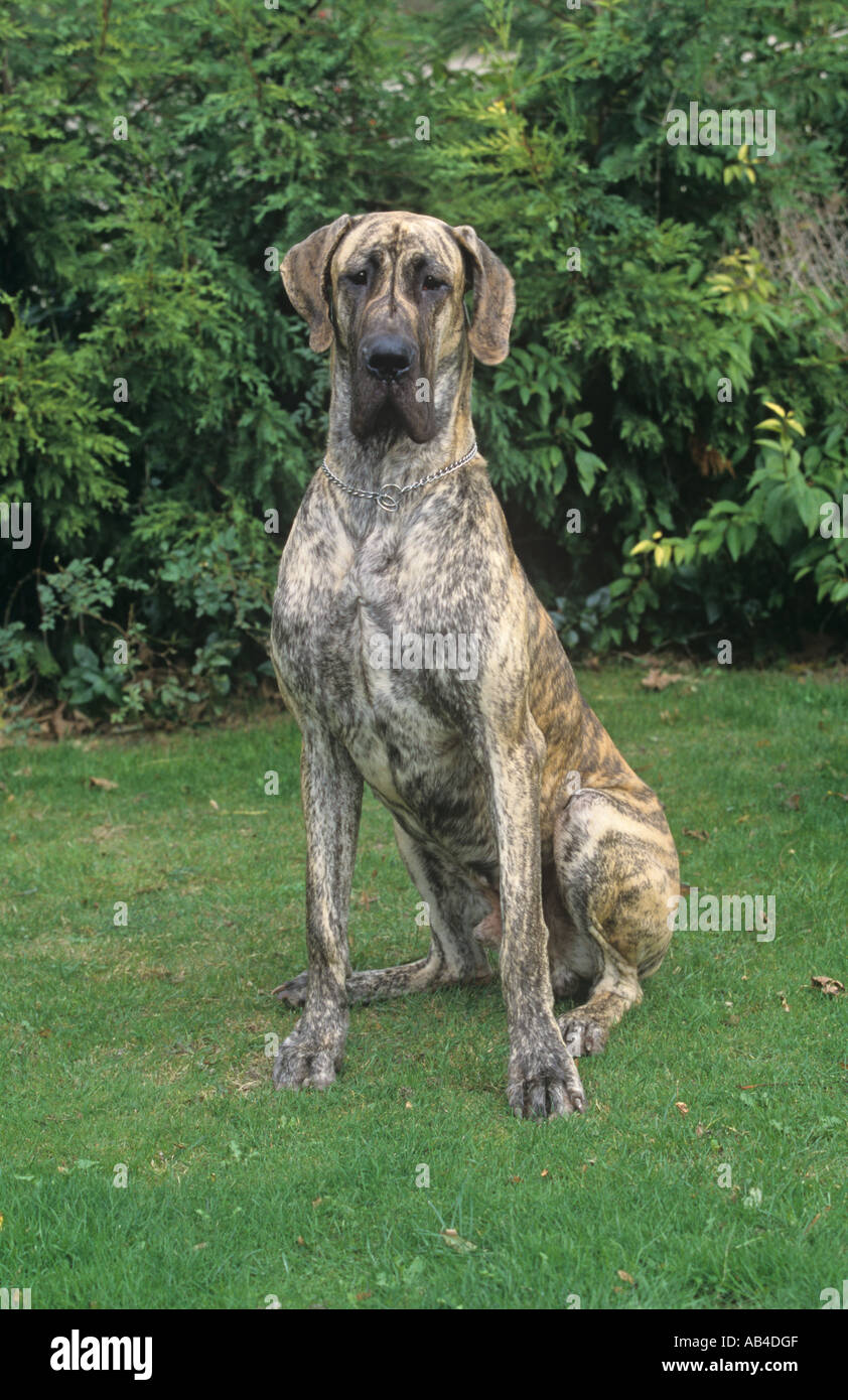 Great Dane Dog Stock Photo - Alamy