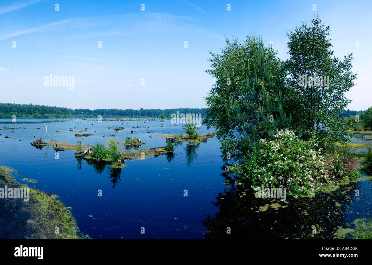 Blakemere Moss lake in Delamere Forest Park in Cheshire Stock Photo - Alamy