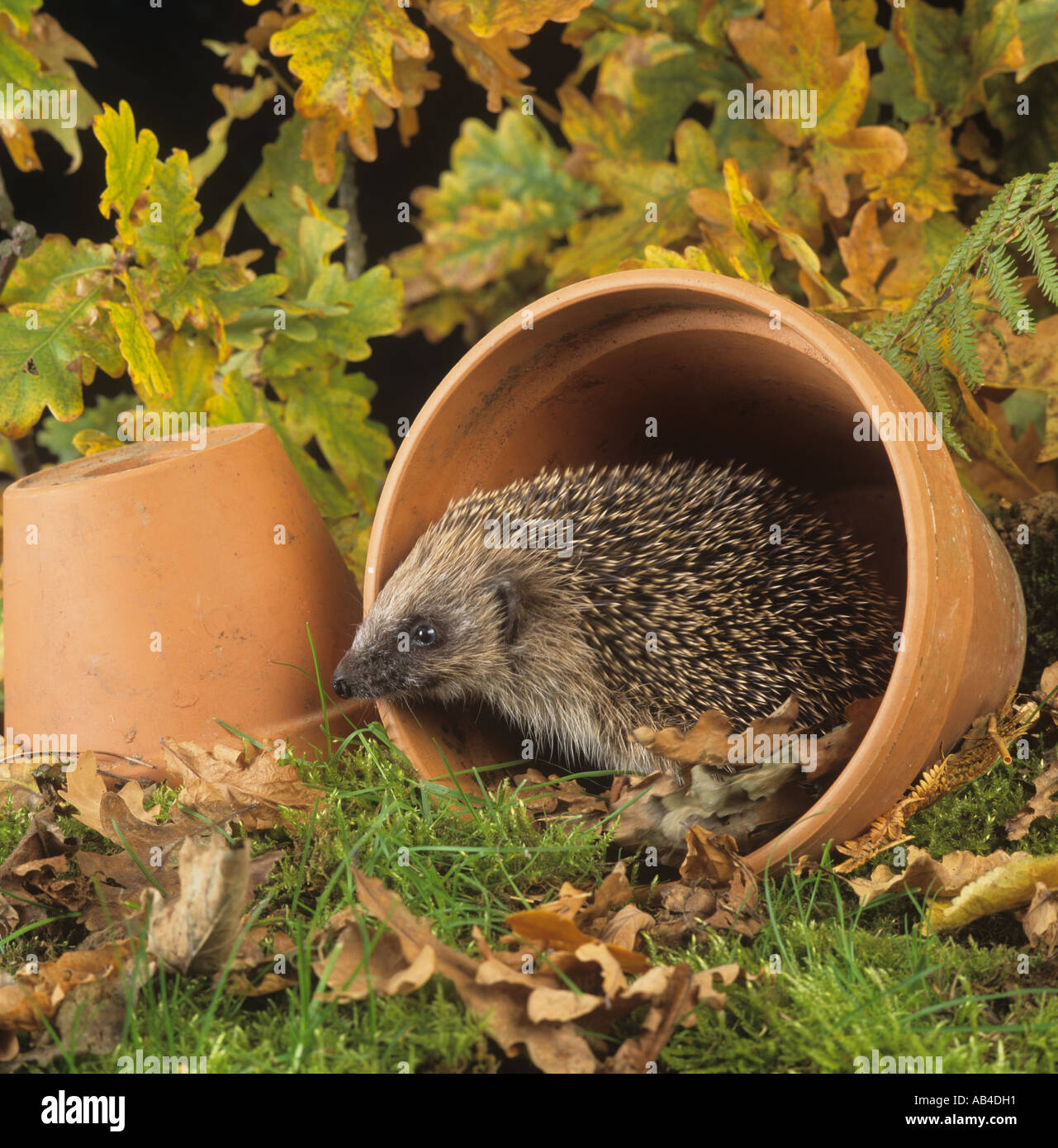 Squashed hedgehog hi-res stock photography and images - Alamy