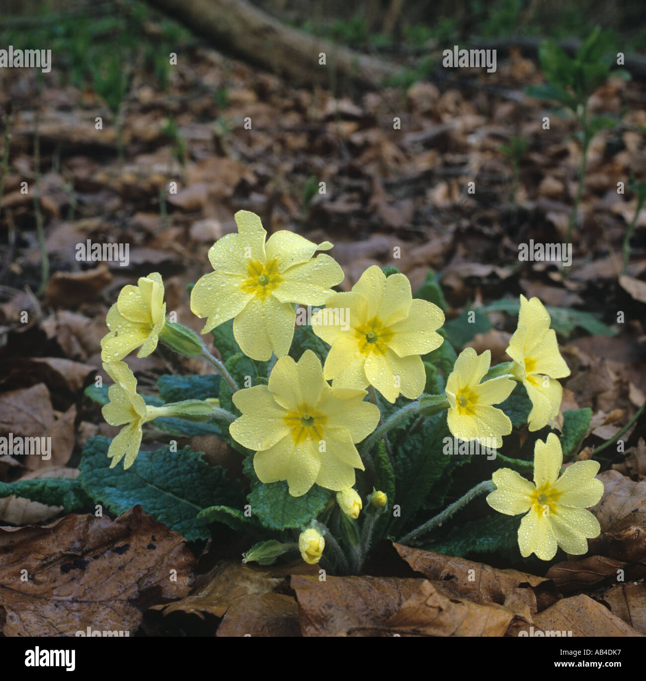 Primroses Dancers End Woods Bucks Stock Photo - Alamy