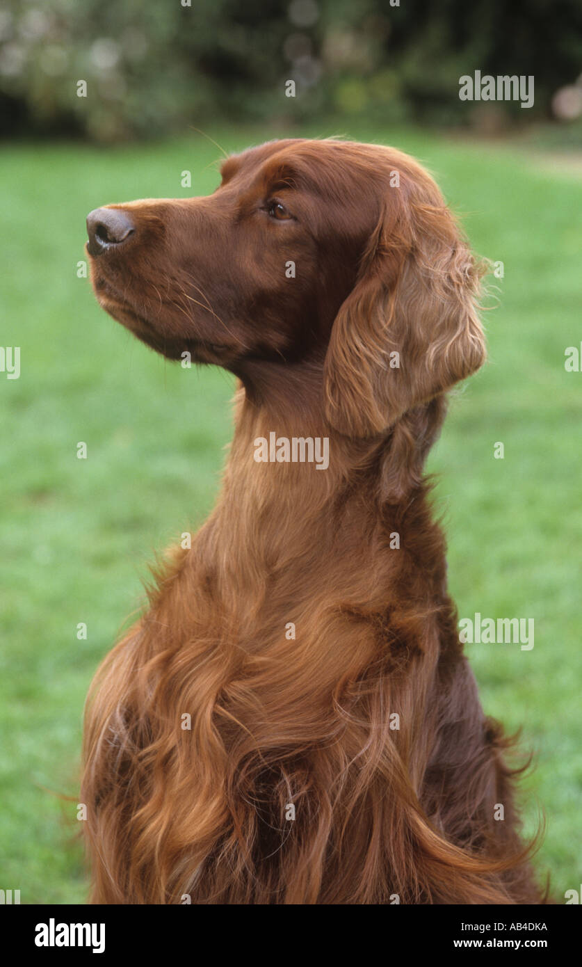 Red Setter Portrait Stock Photo - Alamy