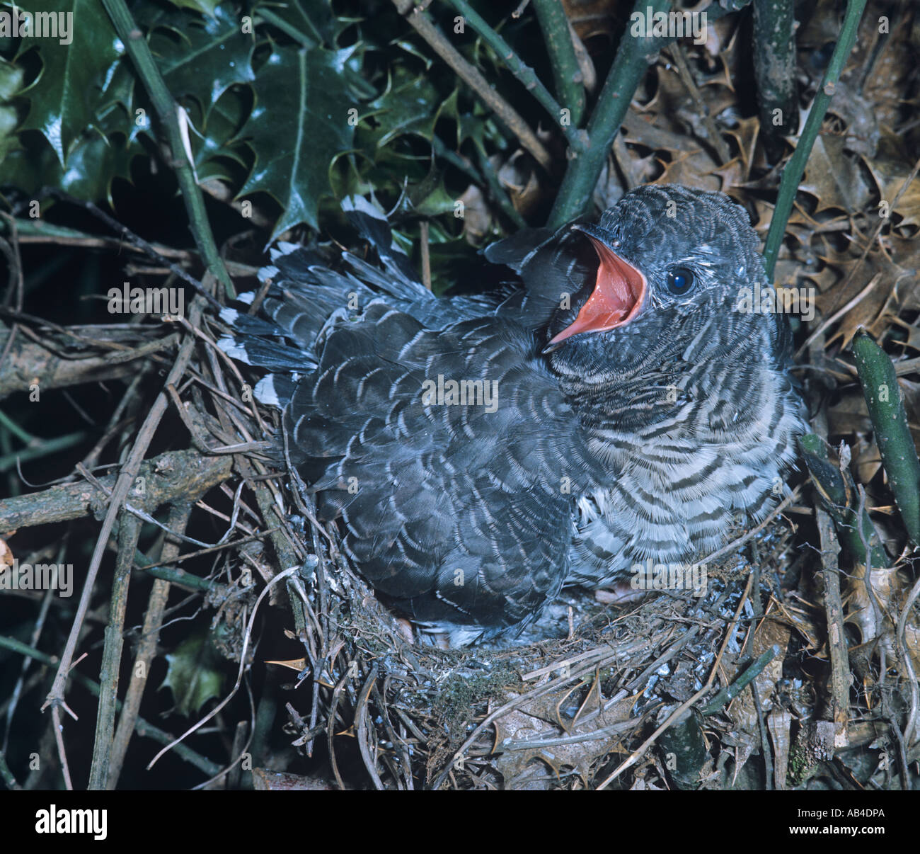 Cuckoo birds eggs nest hi-res stock photography and images - Alamy