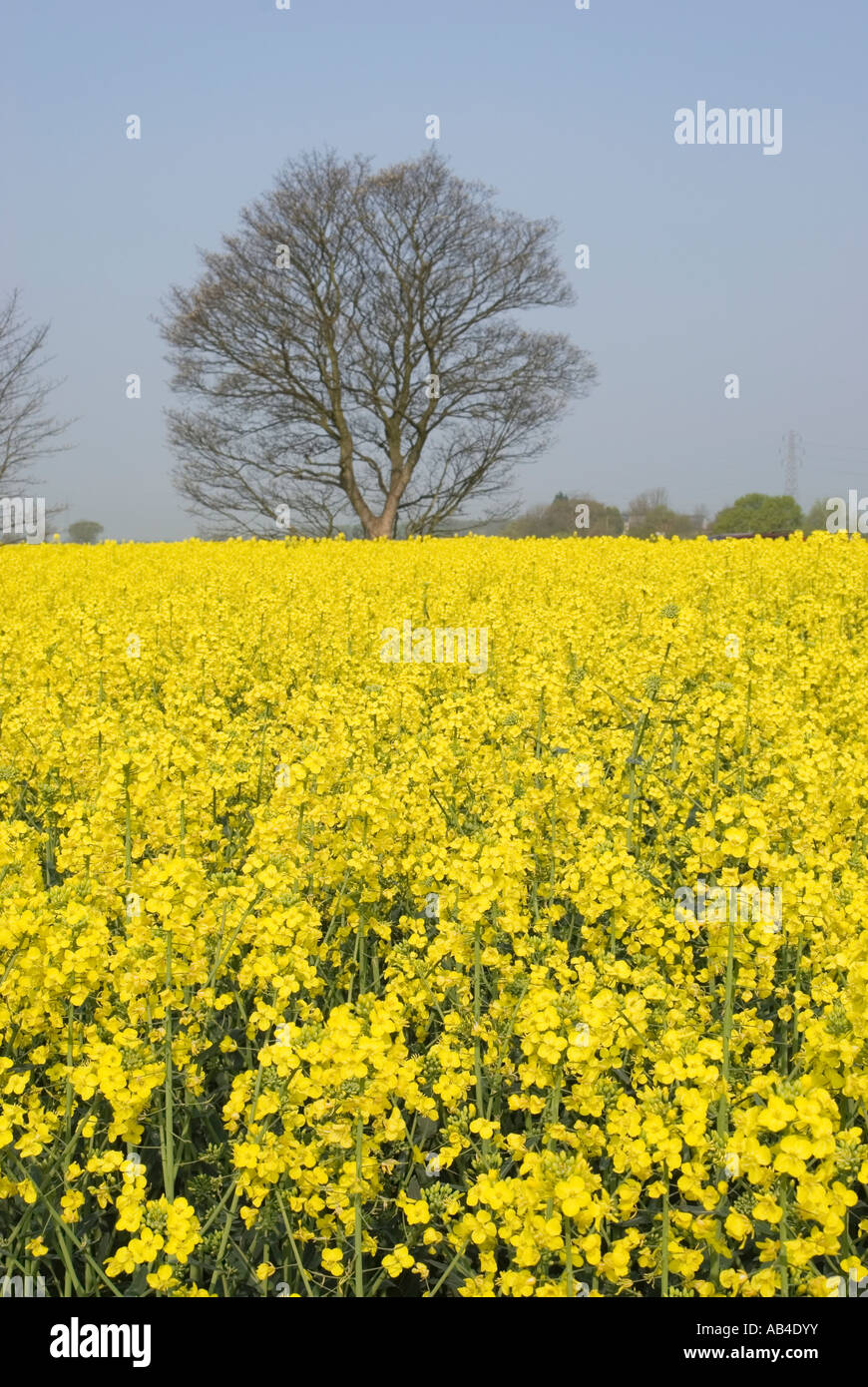 Oilseed Rape crop in Cheshire field April 2007 An increasing demand in ...