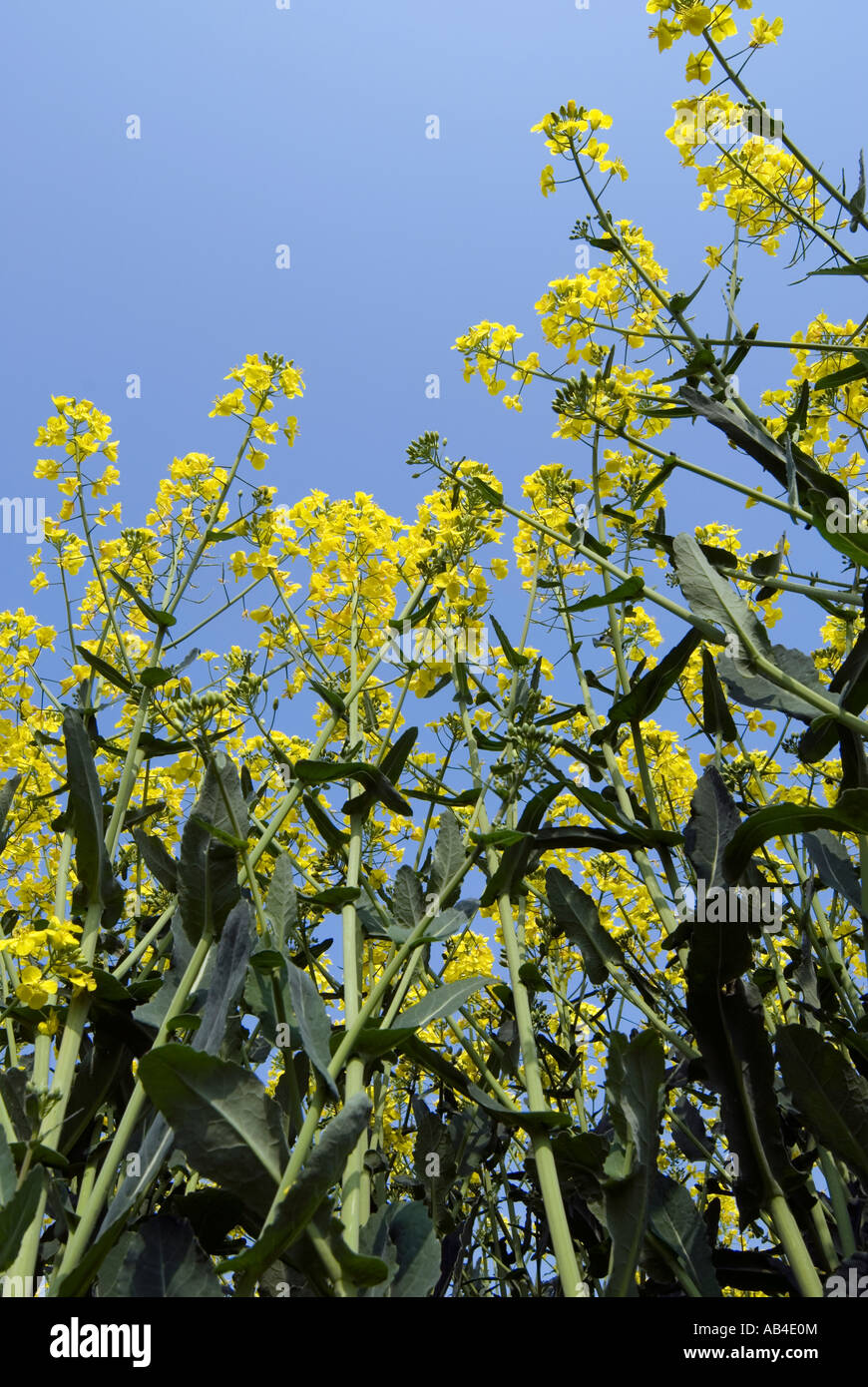 Oilseed Rape crop in Cheshire field April 2007 An increasing demand in ...