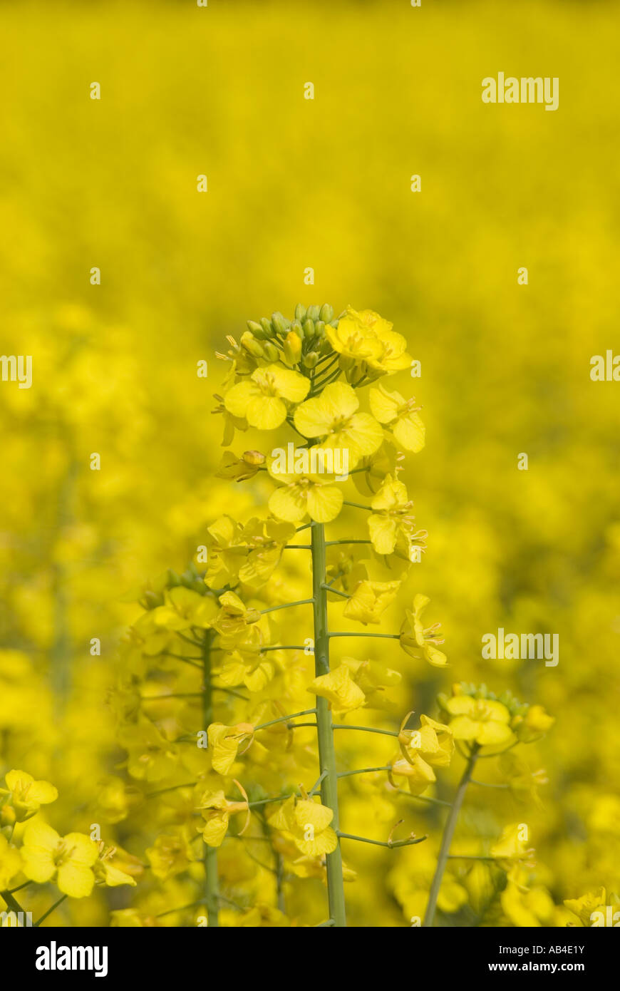 Oilseed Rape crop in Cheshire field April 2007 An increasing demand in ...