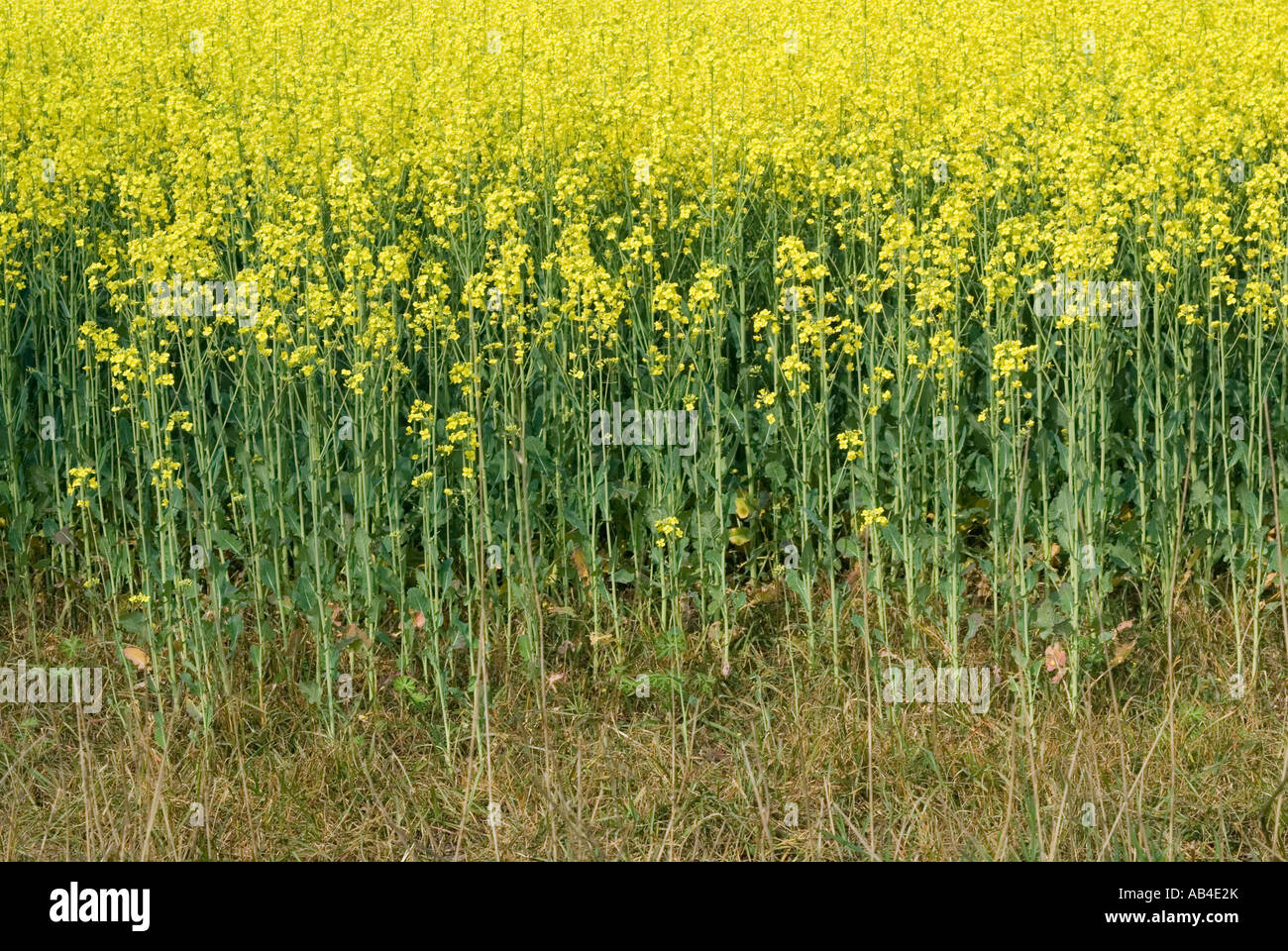 Oilseed Rape crop in Cheshire field April 2007 An increasing demand in ...