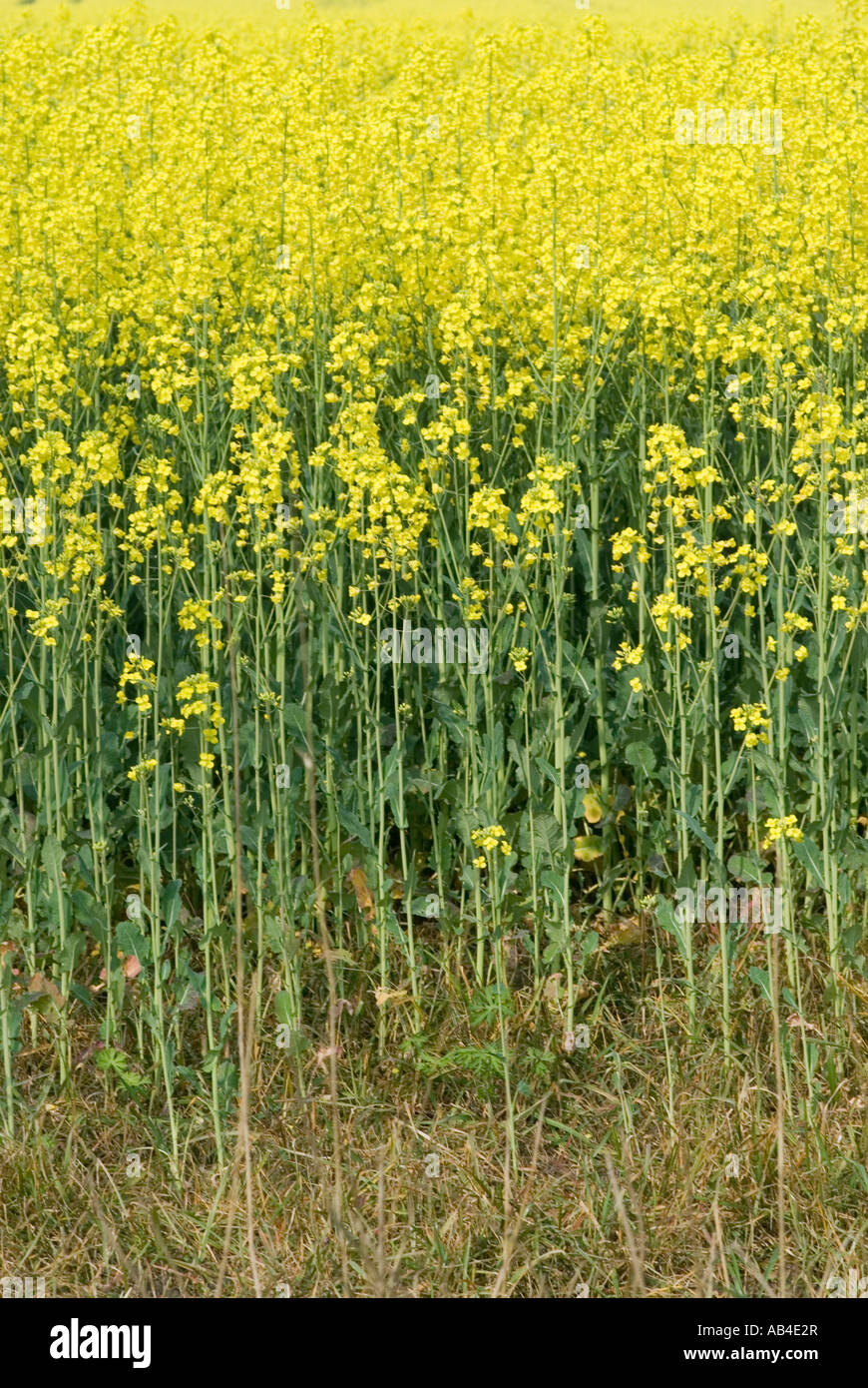 Oilseed Rape crop in Cheshire field April 2007 An increasing demand in ...