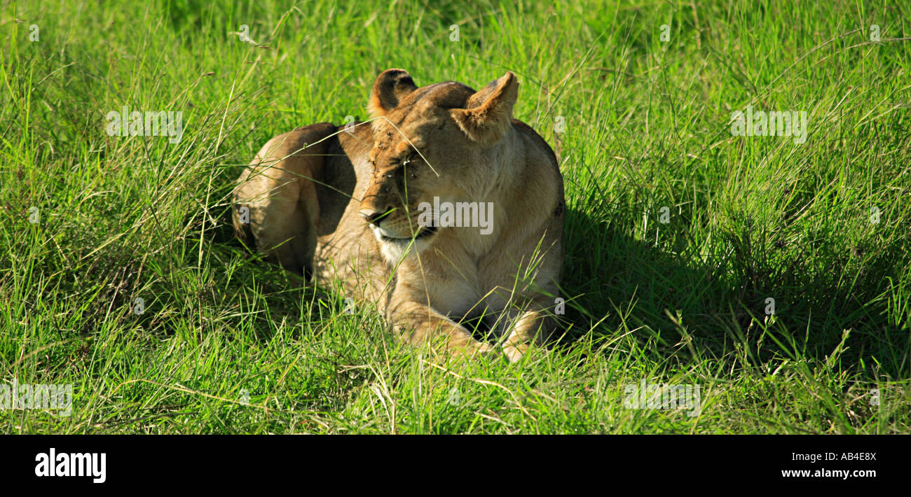 Lioness laying down in the grass hi-res stock photography and images ...
