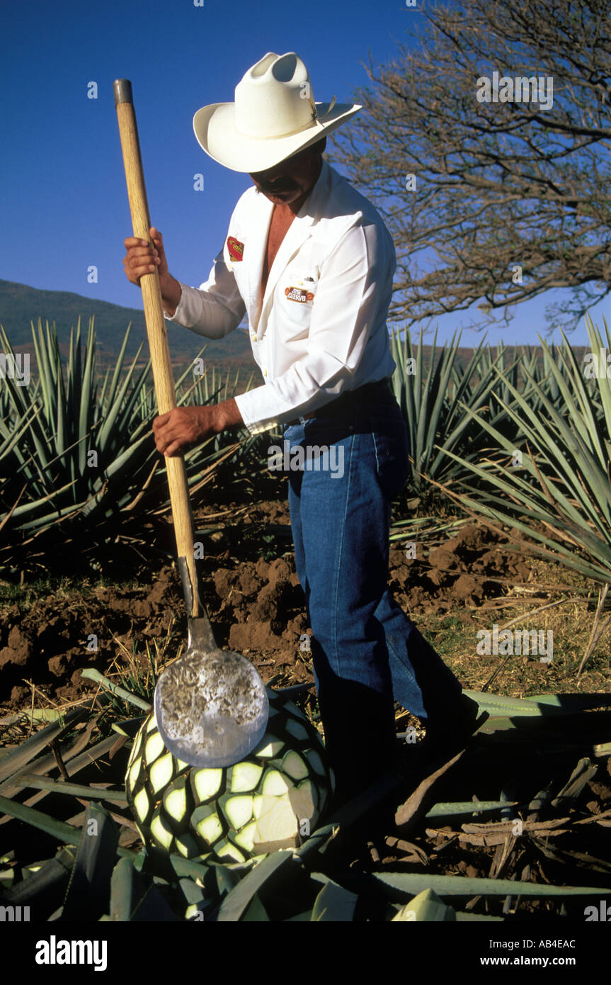 The heart of the blue agave cactus that provides the juice for ...
