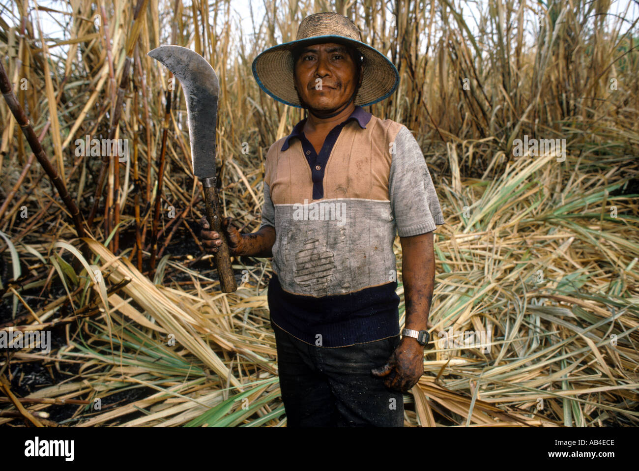 Sugar cane cutter near La Libertad El Salvador Stock Photo - Alamy