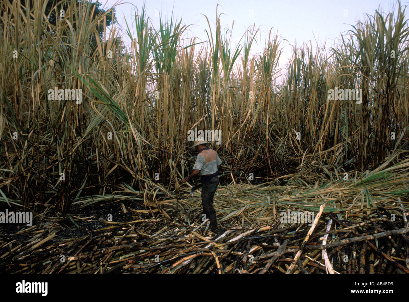 Sugar cane cutter near La Libertad El Salvador Stock Photo - Alamy
