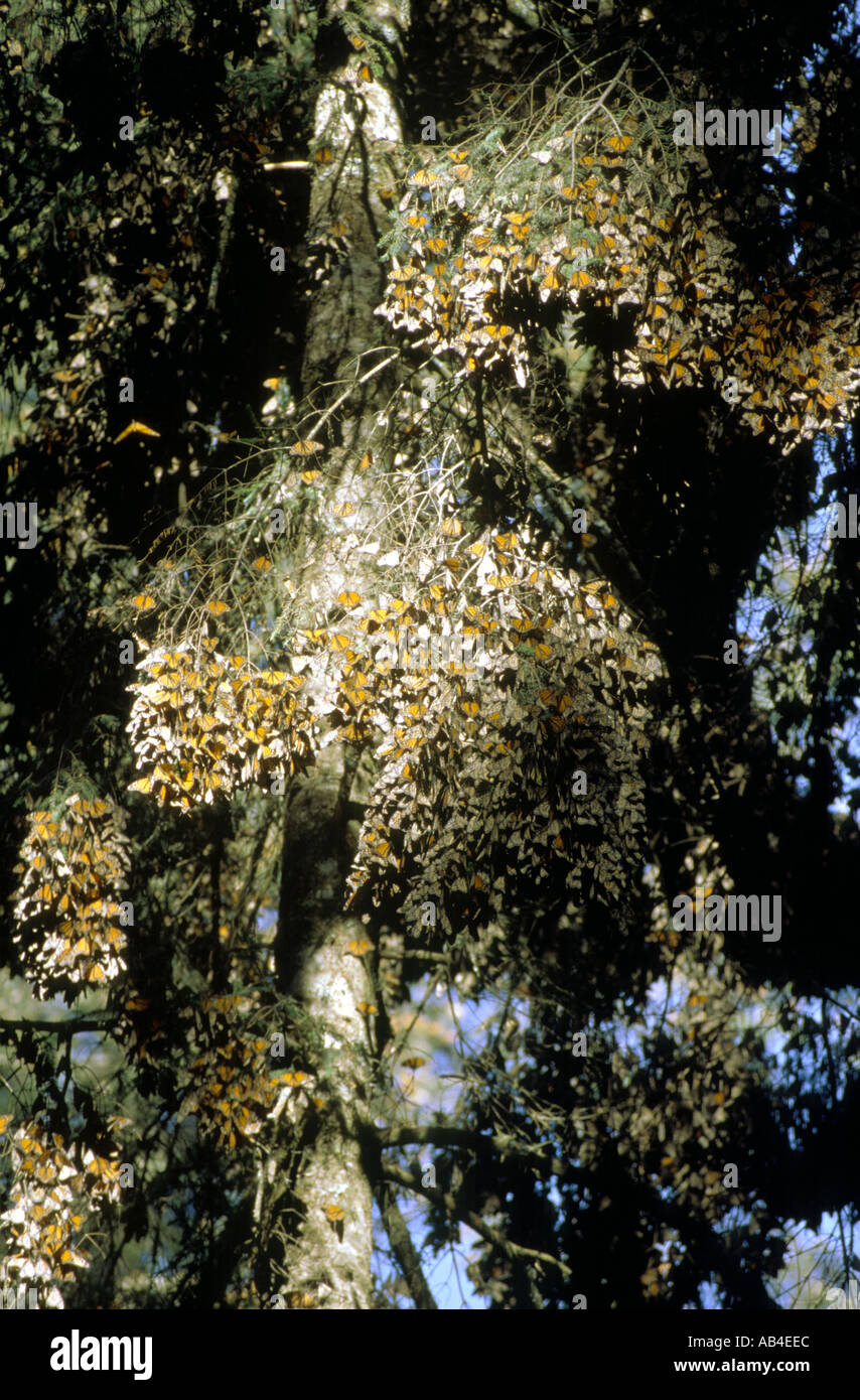 Monarch butterflies congregate on branches of the oyemel pine tree ...