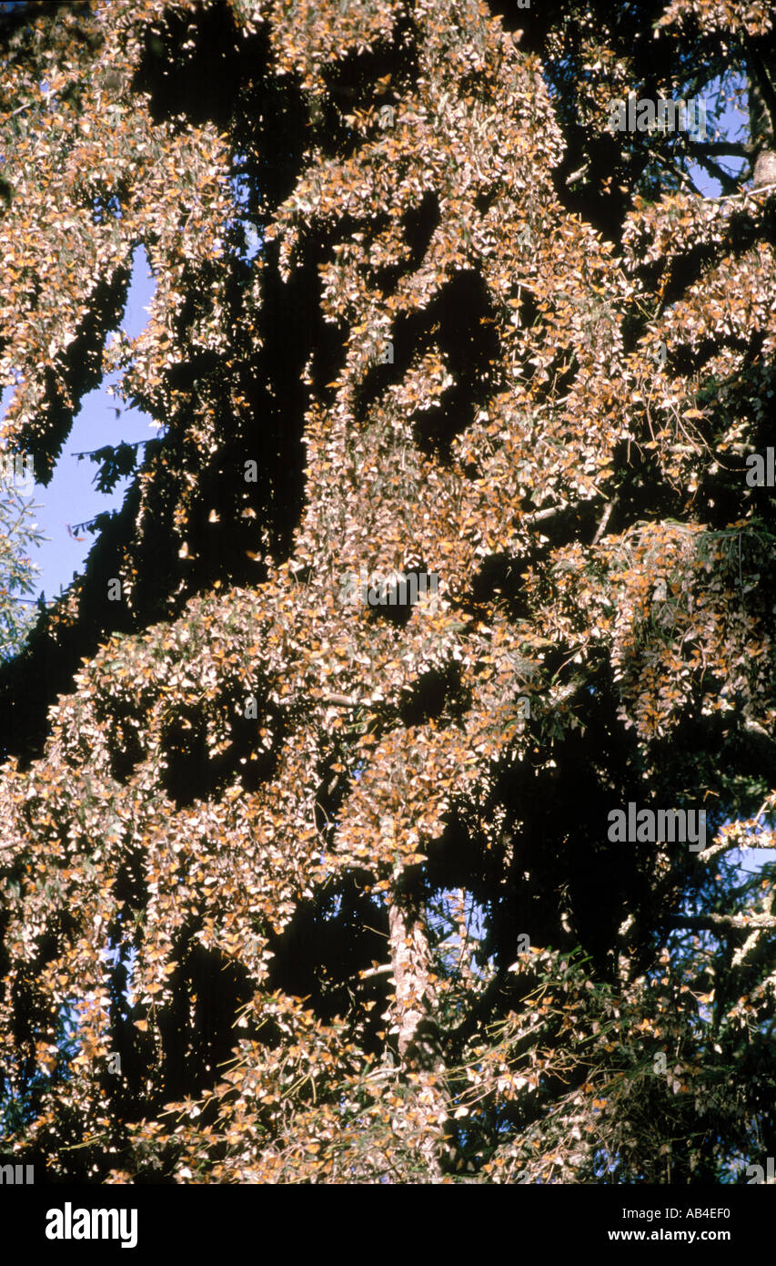Monarch on pine tree hi-res stock photography and images - Alamy