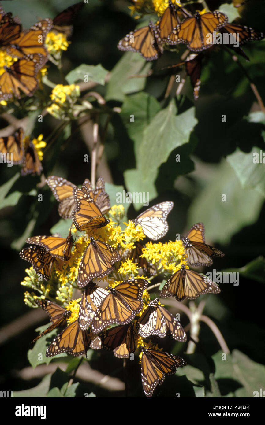 Monarch butterflies congregate on branches of the oyemel pine tree ...