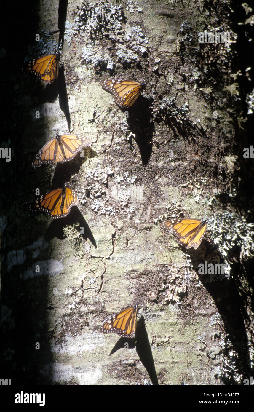 Monarch butterfly on tree trunk hi-res stock photography and images - Alamy