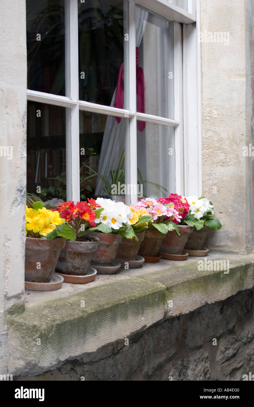 Row of potted primroses on a window sill Stock Photo - Alamy