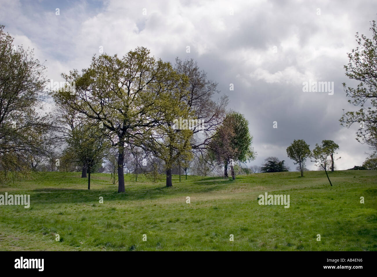 Trees sprouting first green in early spring in Greenwich Park, London ...