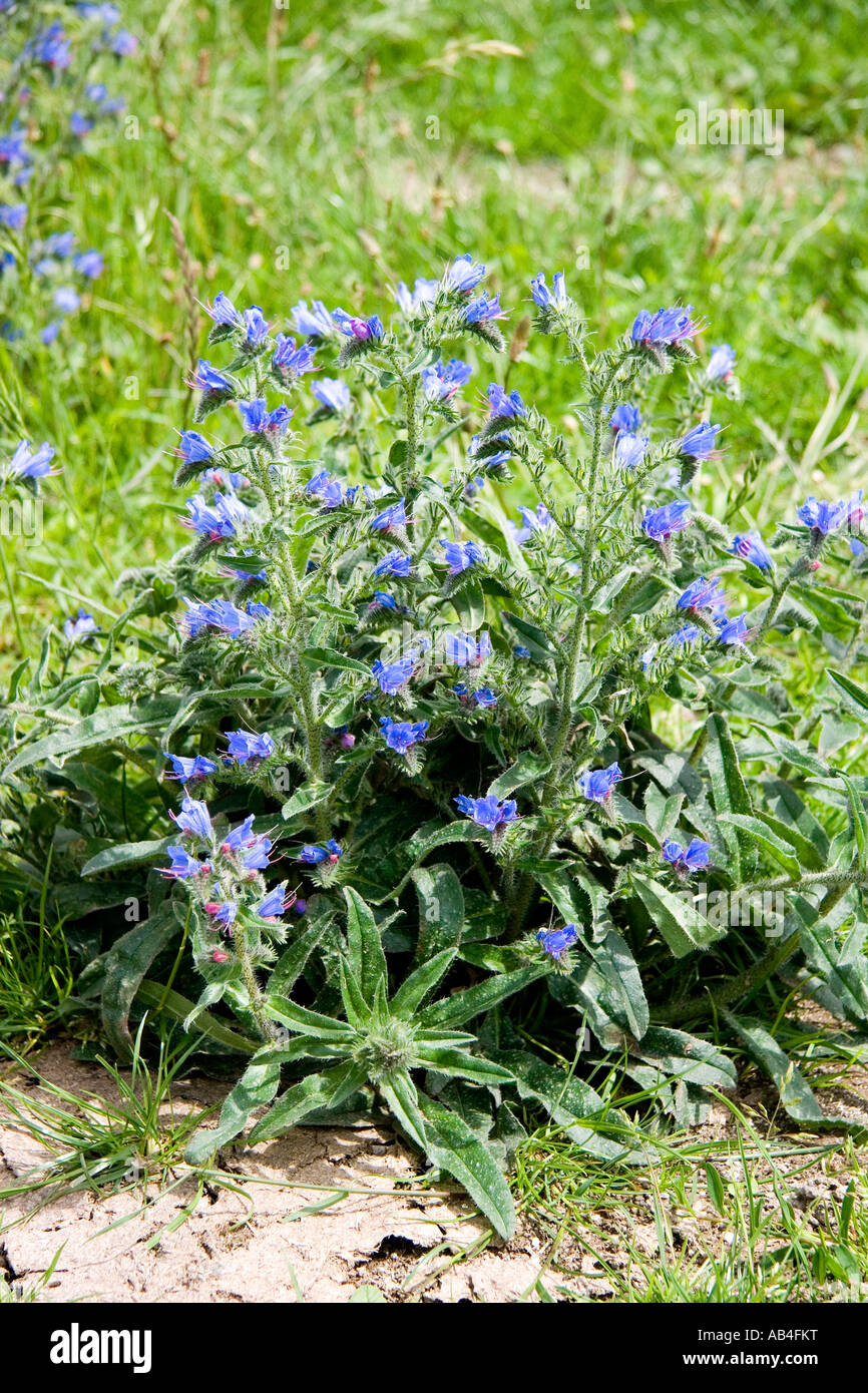 A clump of Echium vulgare Viper s Bugloss wild flowers growing in on ...