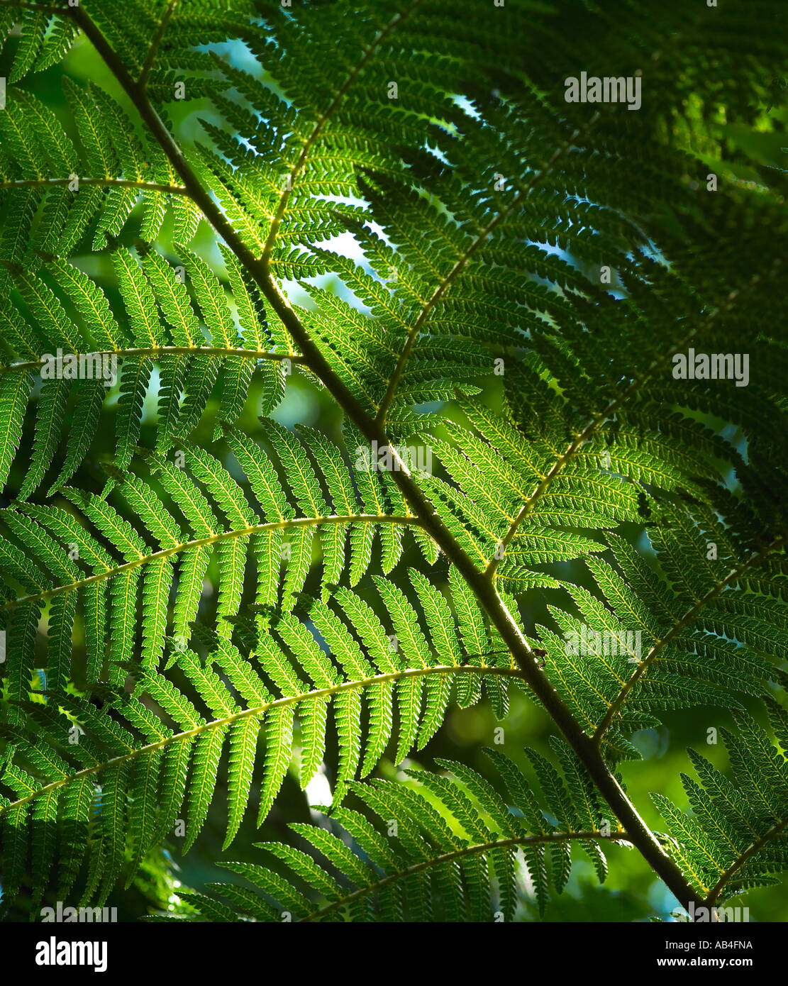 Pattern of sunlight on leaves Stock Photo - Alamy