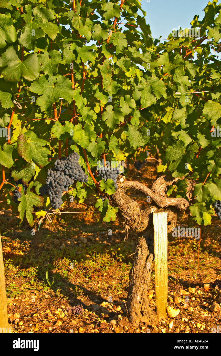 A vine with Ripe Merlot grape bunches on the vine at Chateau Lafleur ...