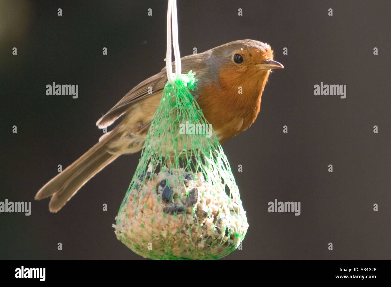 Fat robin hi-res stock photography and images - Alamy
