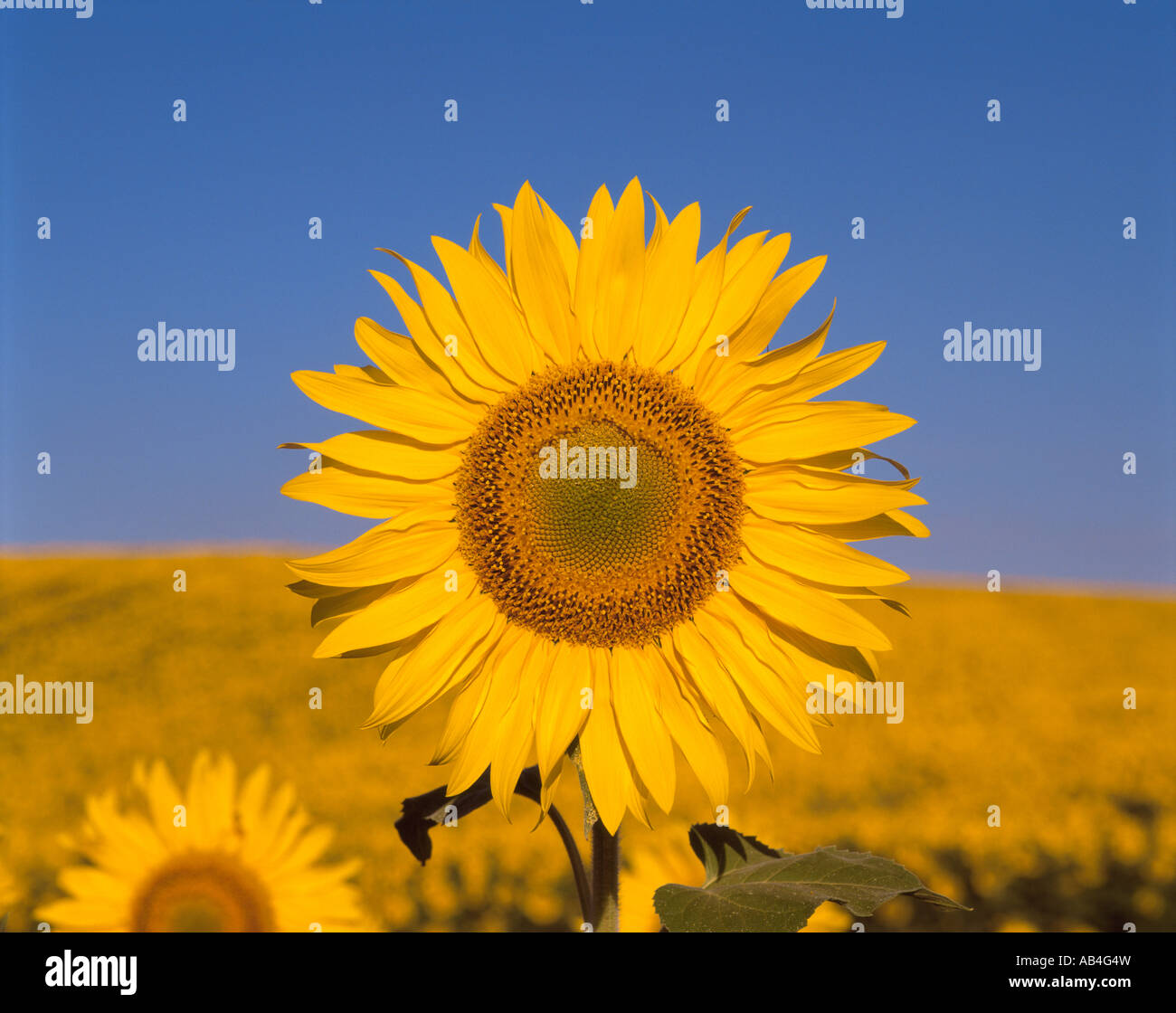 Spain europe andalucia sunflowers fields hi-res stock photography and ...