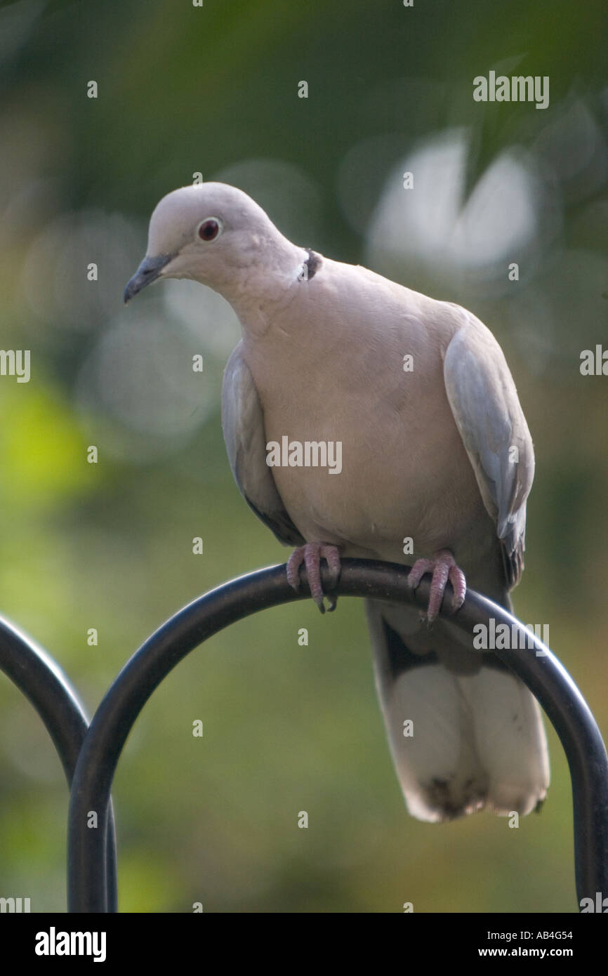 Collared dove on garden perch Stock Photo - Alamy