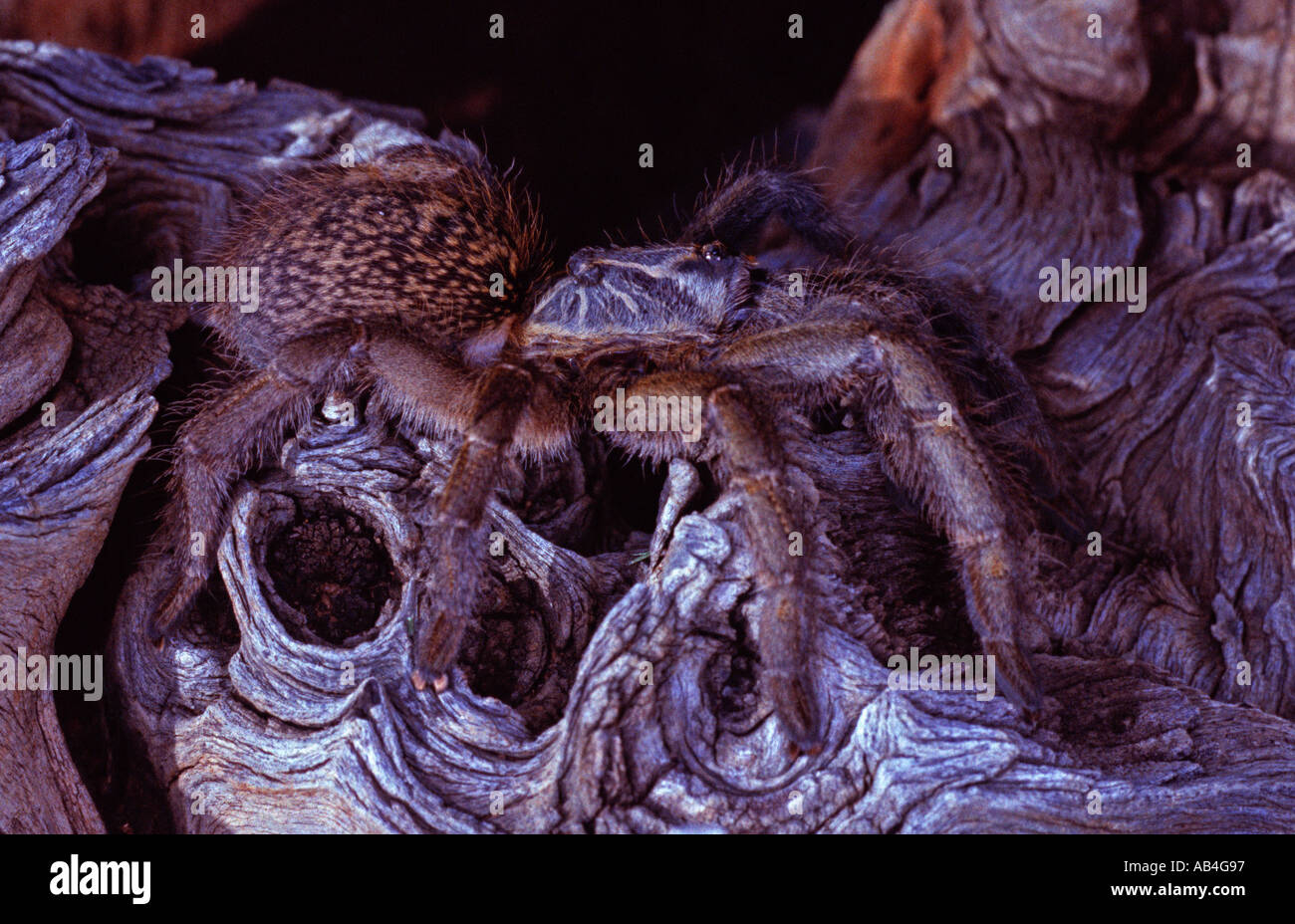 Common Baboon Spider, Harpactria spp Stock Photo - Alamy