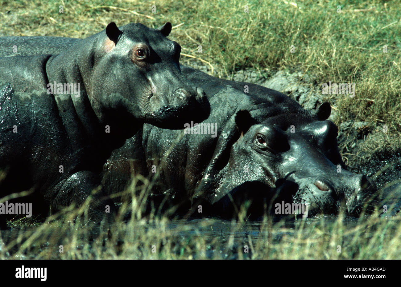 resting Hippo, Hippopotamus amphibius Stock Photo - Alamy