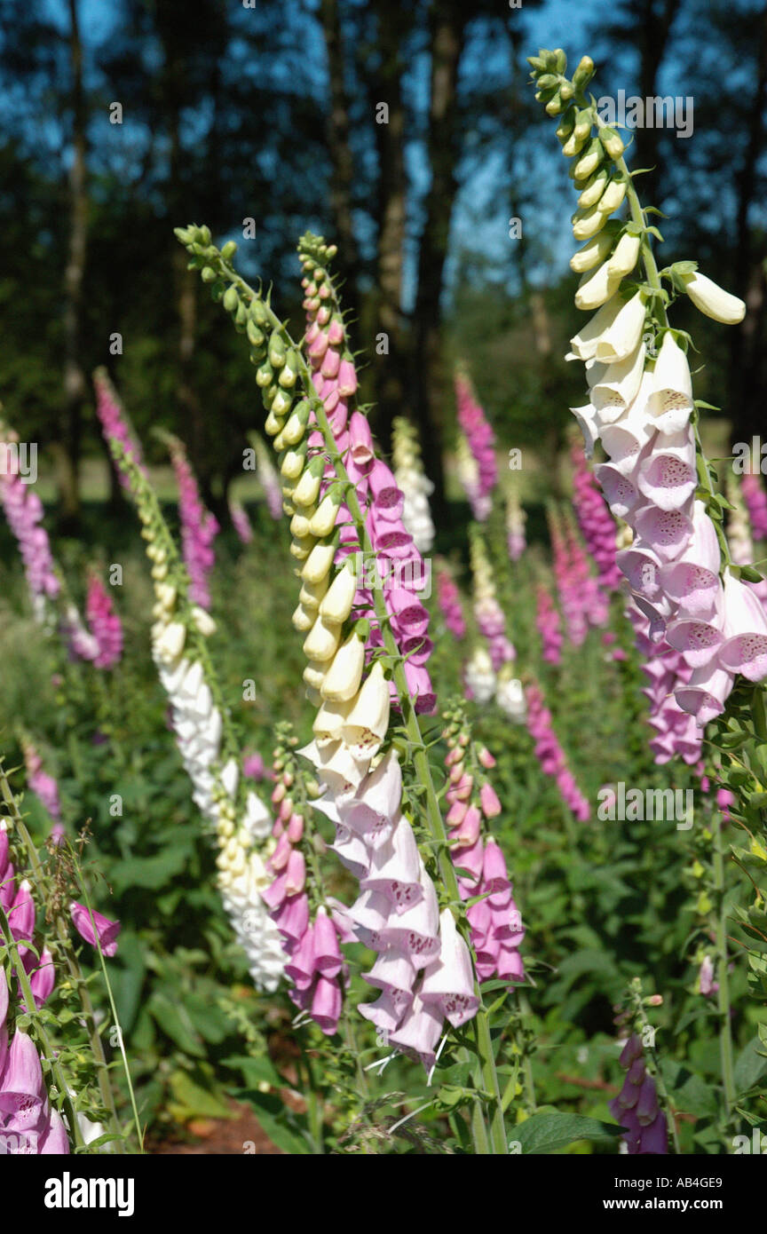 Foxglove foxgloves flower flowers flowering in summer England UK United ...
